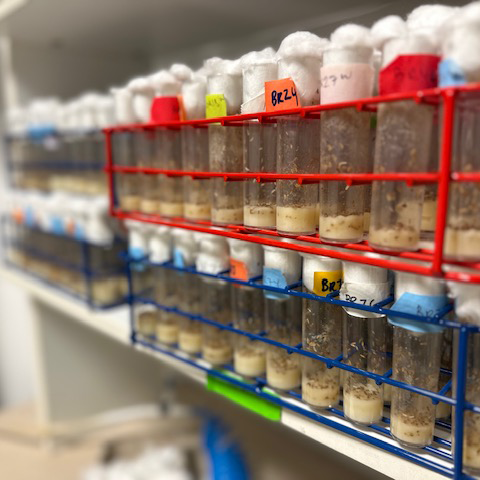 Drosophila Facility – BILKENT | MBG