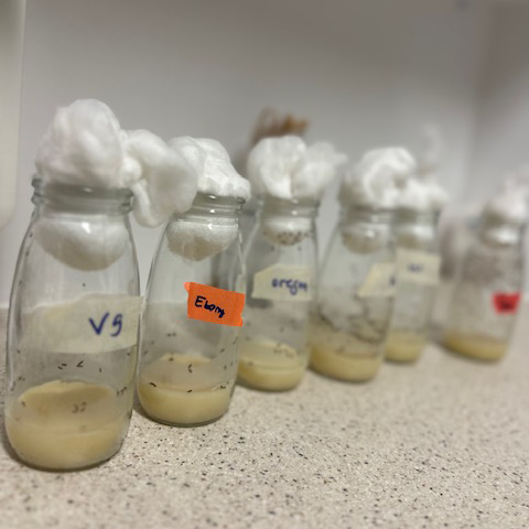 Drosophila Facility – BILKENT | MBG