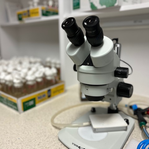 Drosophila Facility – BILKENT | MBG